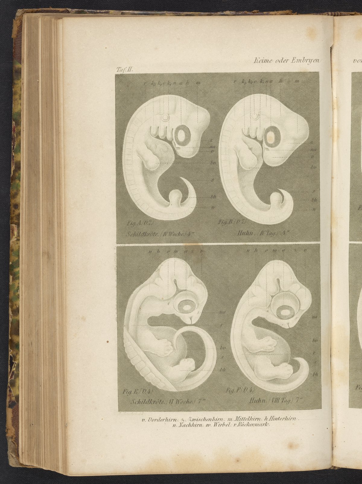 Plate II: Embryo development of a turtle and chick - Science History ...