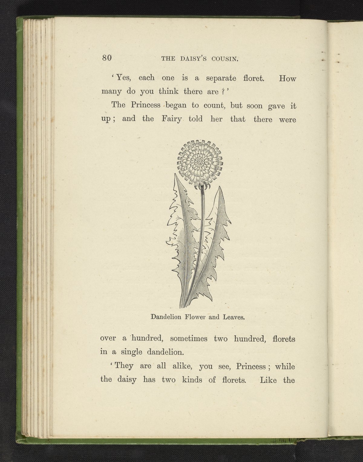 Dandelion Flowers and Leaves - Science History Institute Digital ...