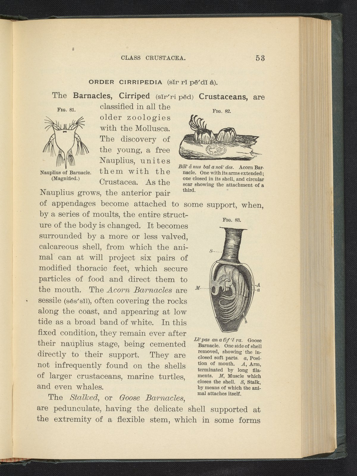 Figure 81. Nauplius of Barnacle (Magnified). Figure 82. Acorn Barnacle ...