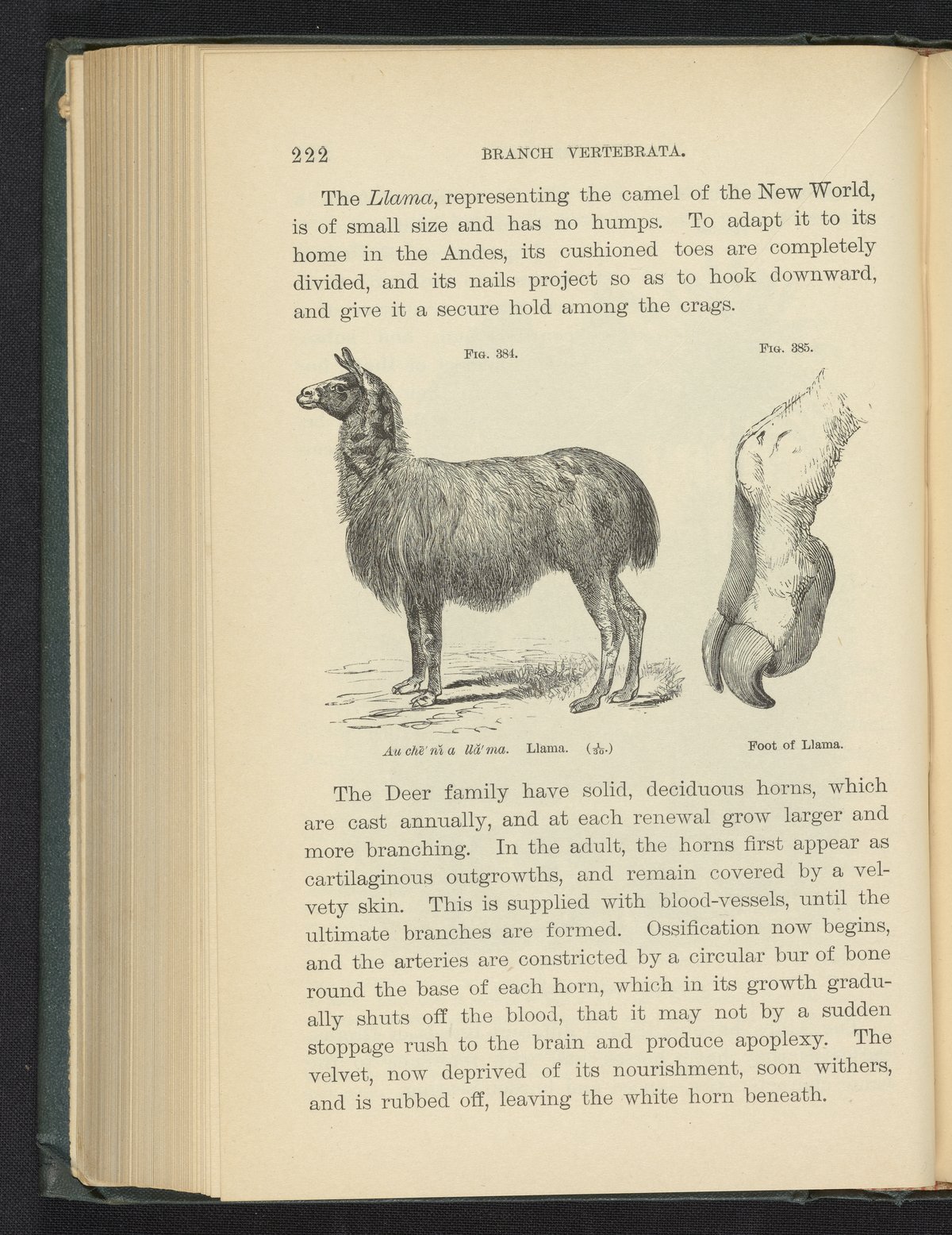 Figure 384. Llama. Figure 385. Foot of Llama - Science History ...