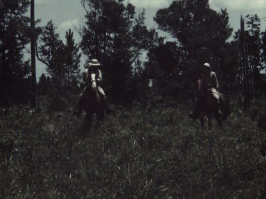 Hercules Powder Company Woods Camp pine stump gathering - Science ...