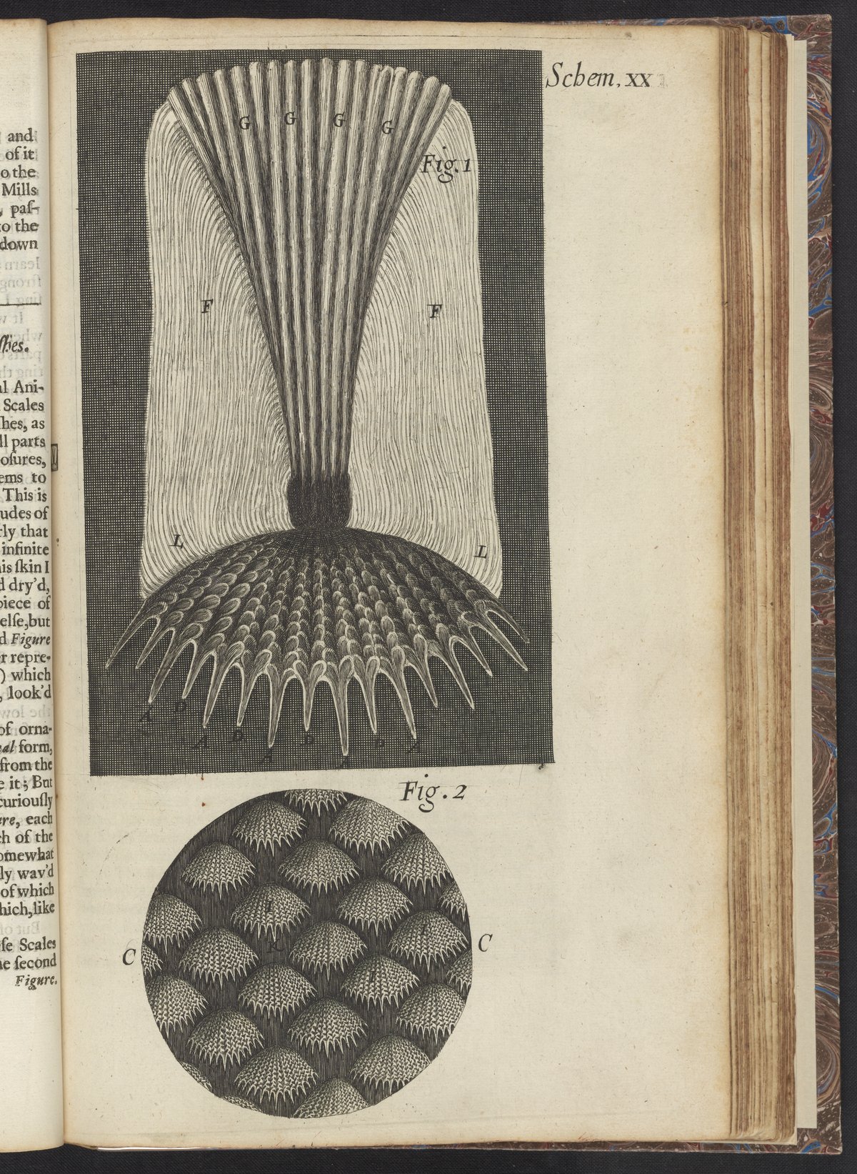 Microscopic view of fish scales - Science History Institute Digital ...