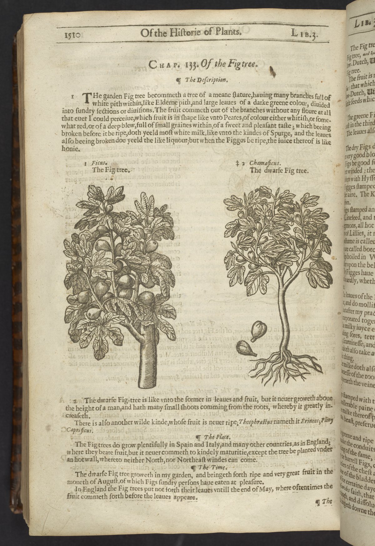 Of the Fig Tree - Science History Institute Digital Collections