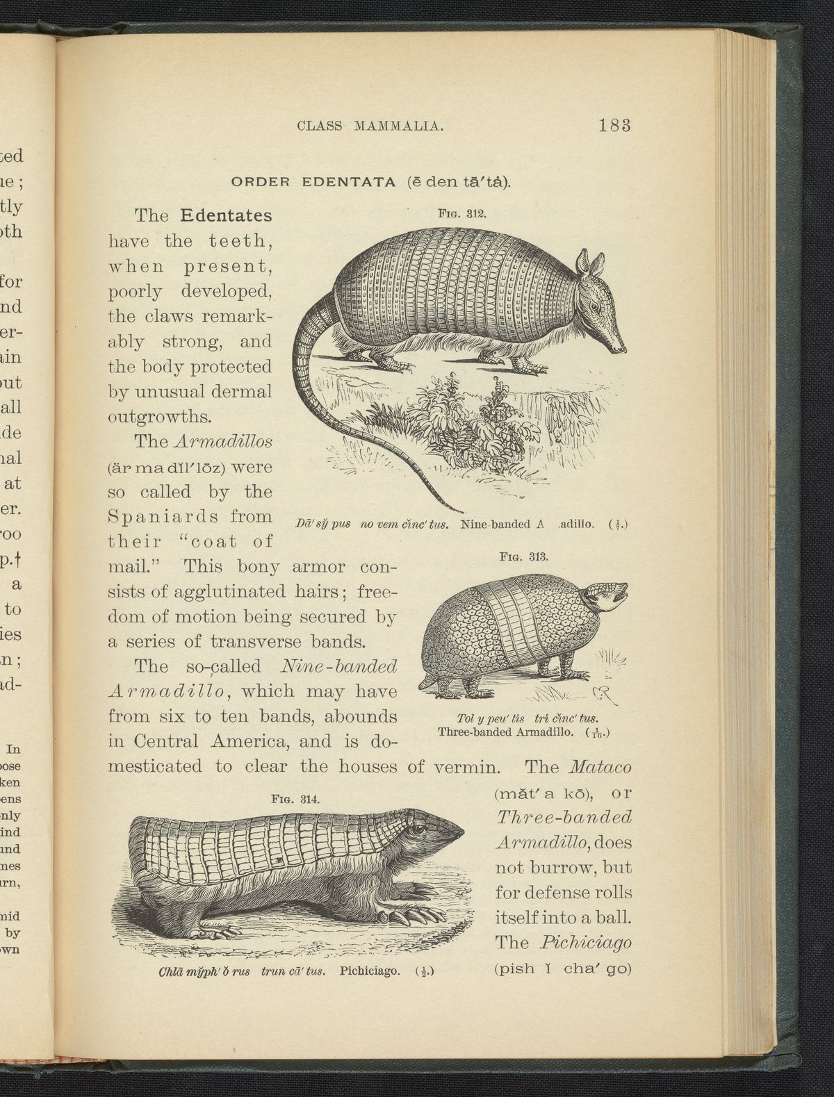 Figure 312. Nine-banded Armadillo. Figure 313. Three-banded Armadillo ...