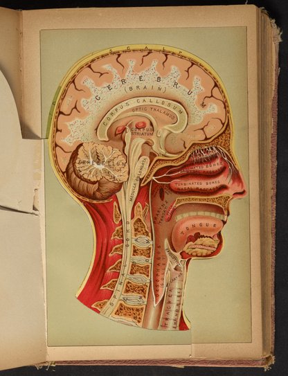 Three-dimensional anatomical diagram of human head - Science History ...