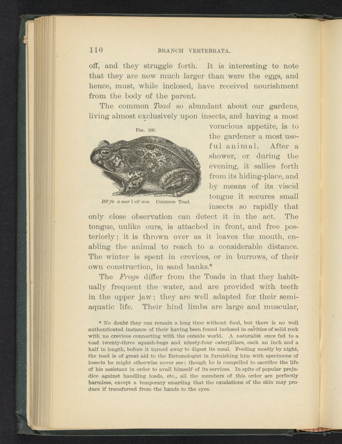Figure 190. Common Toad - Science History Institute Digital Collections