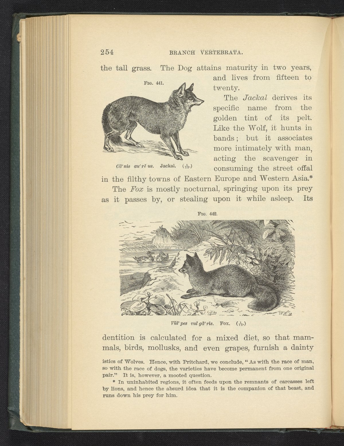 Figure 441. Jackal. Figure 442. Fox - Science History Institute Digital ...