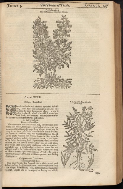 Theatrum Botanicum - Science History Institute Digital Collections