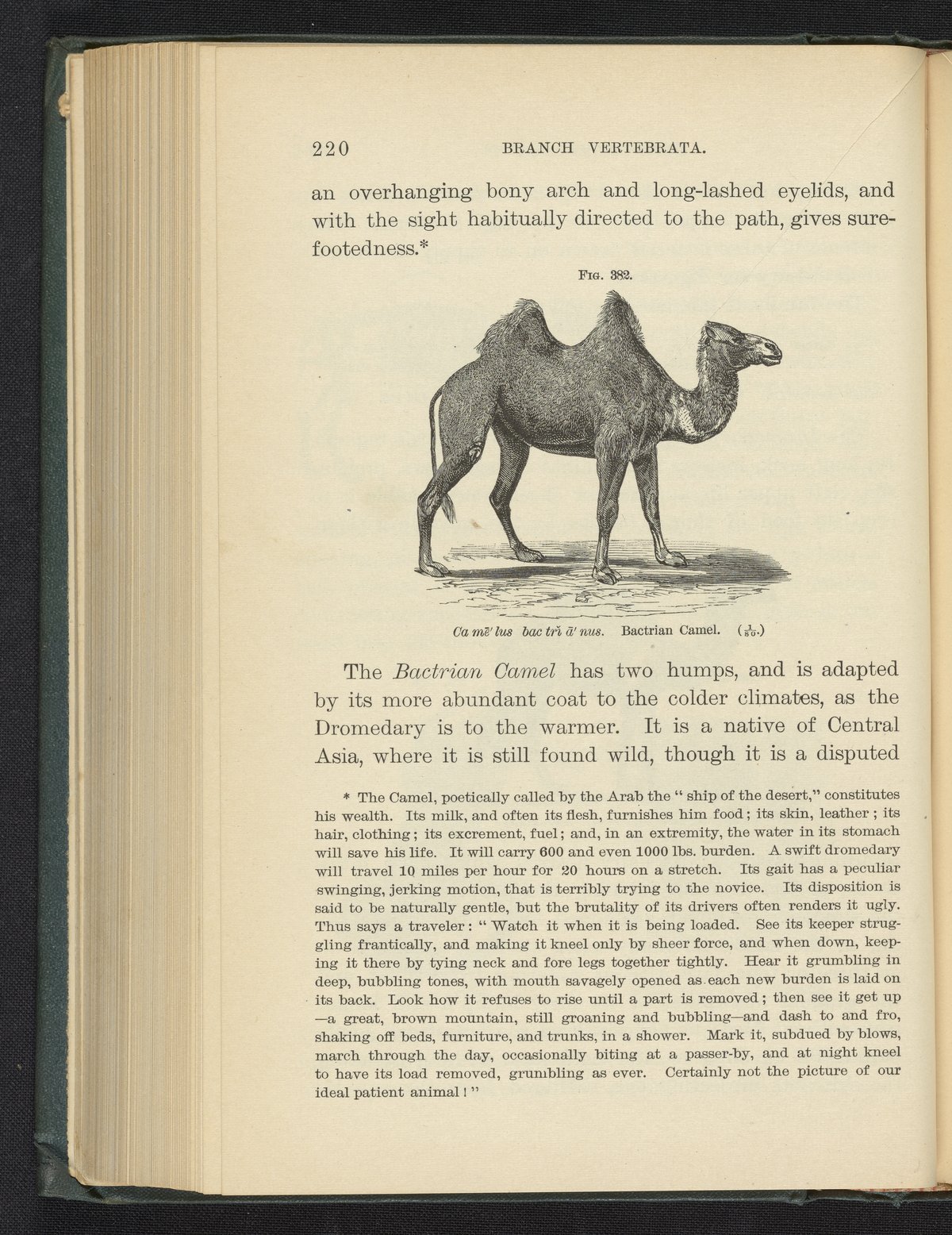 Figure 382. Bactrian Camel - Science History Institute Digital Collections