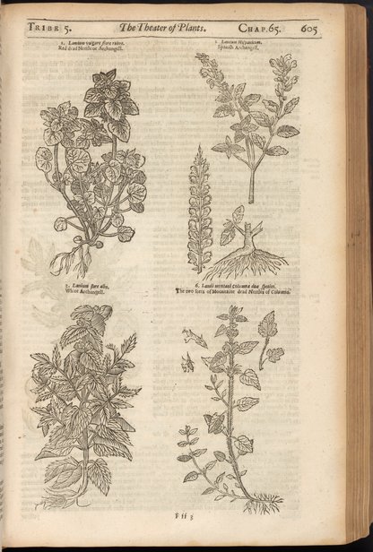 Theatrum Botanicum - Science History Institute Digital Collections