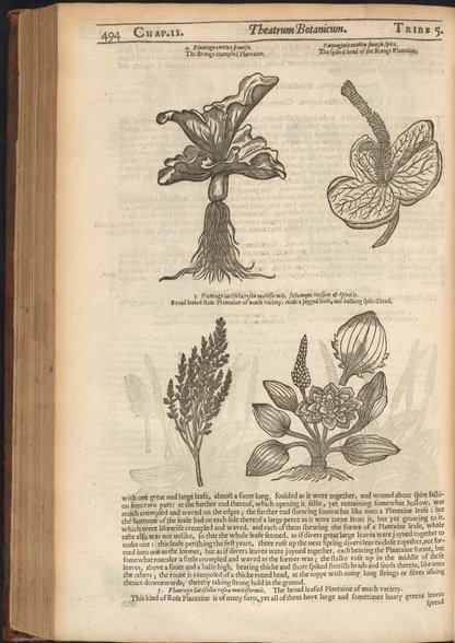 Theatrum Botanicum - Science History Institute Digital Collections