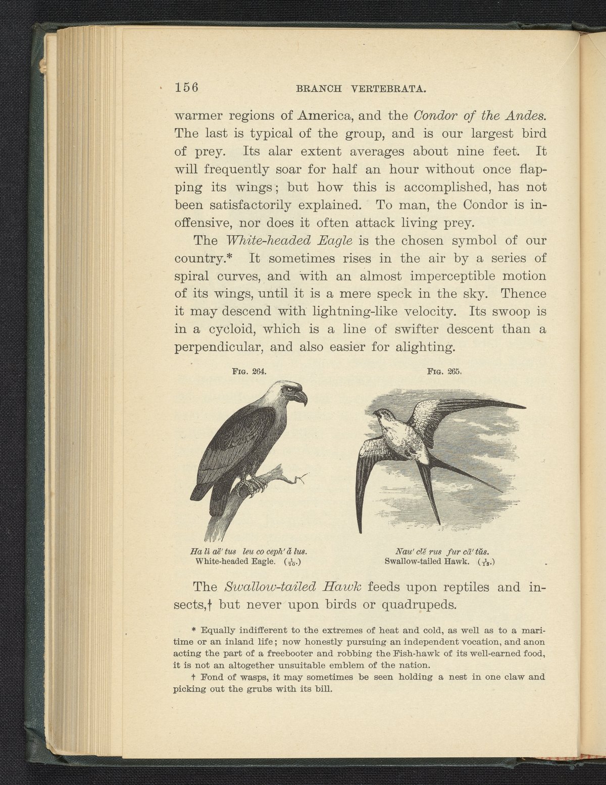 Figure 264. White-headed Eagle. Figure 265. Swallow-tailed Hawk ...
