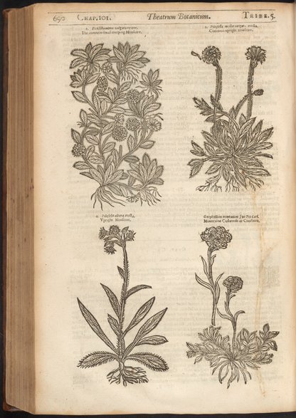 Theatrum Botanicum - Science History Institute Digital Collections
