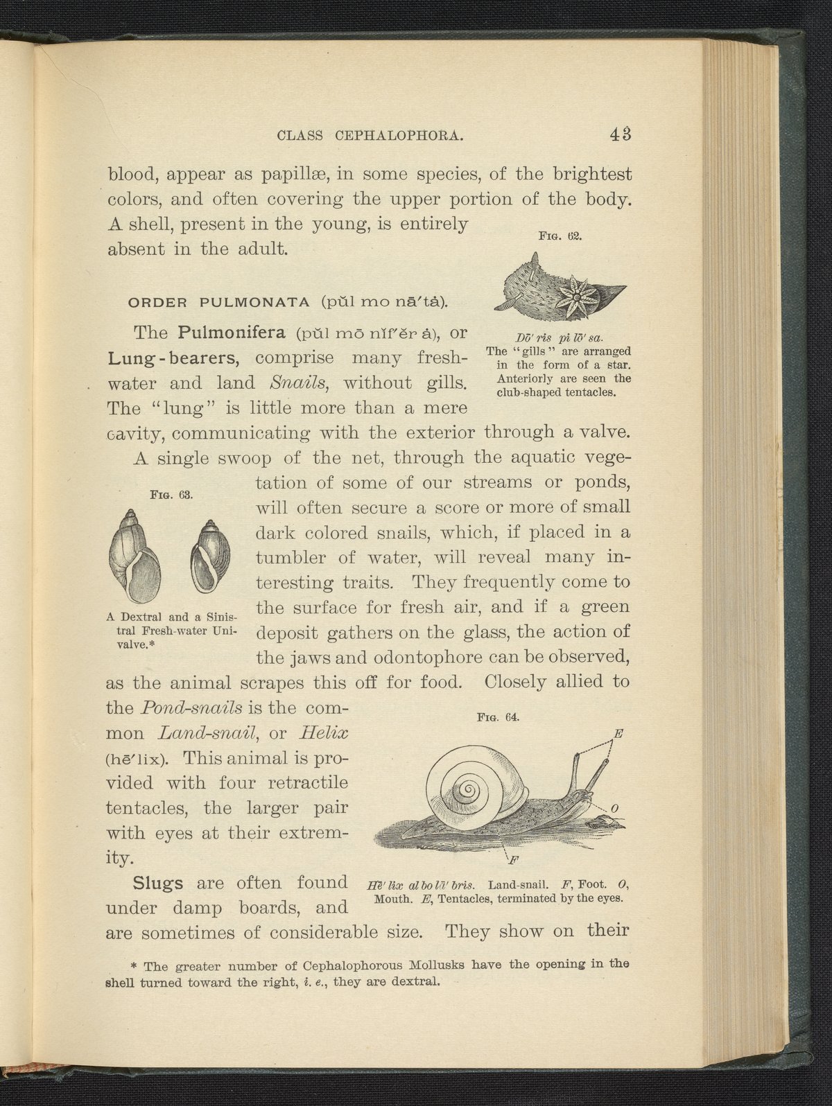 Figure 62. Dorid Nudibranch. Figure 63. Dextral and Sinistral Fresh ...