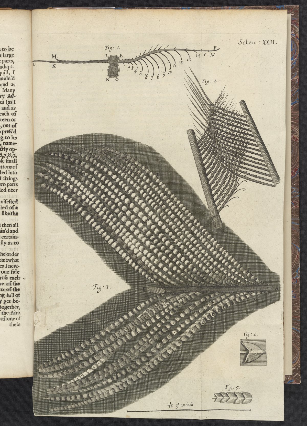 Microscopic view of assorted feathers - Science History Institute ...