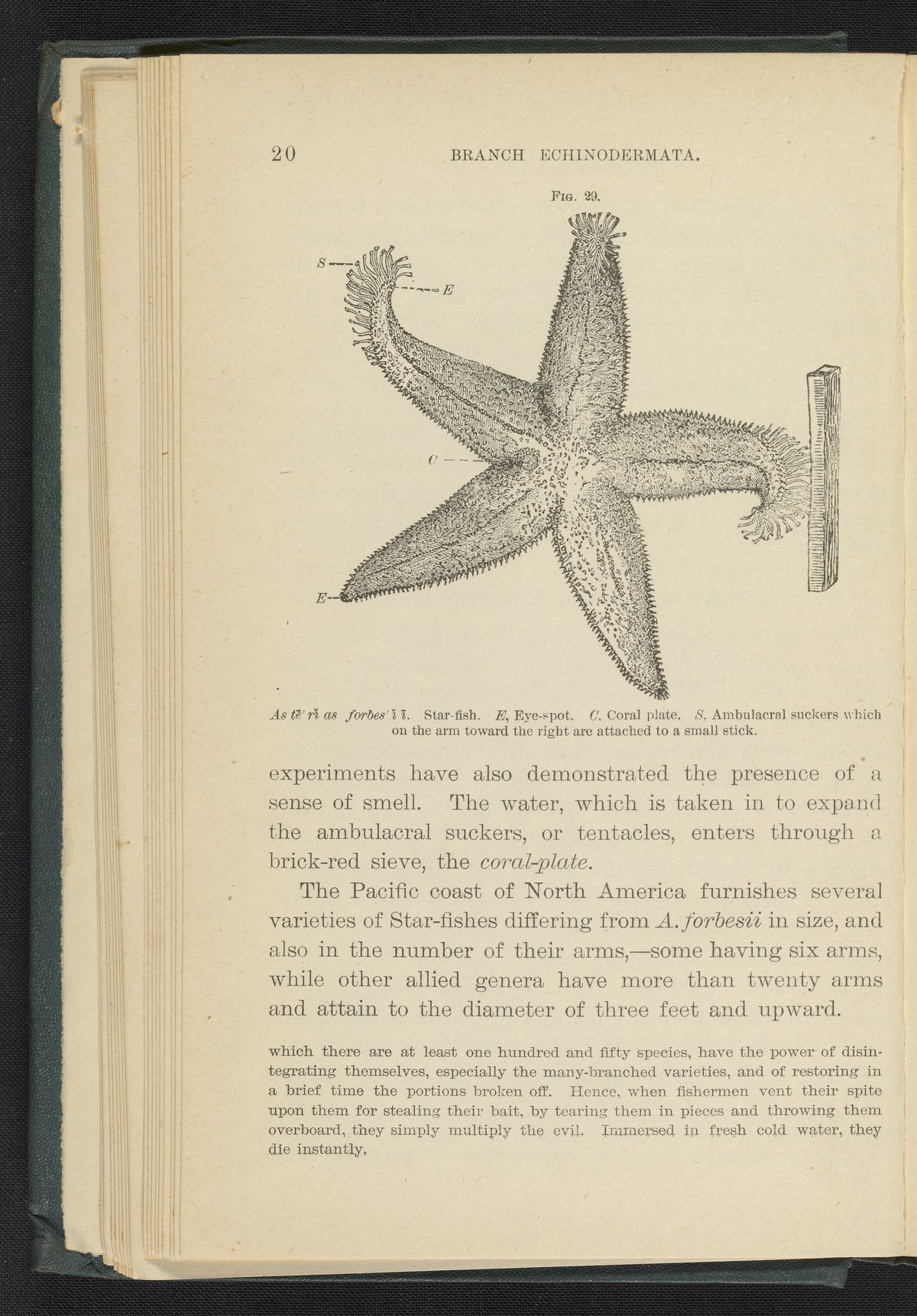 Figure 29. Starfish - Science History Institute Digital Collections