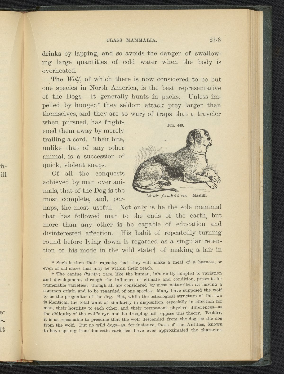 Figure 440. Mastiff - Science History Institute Digital Collections