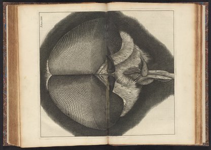 Micrographia : or, Some physiological descriptions of minute bodies ...