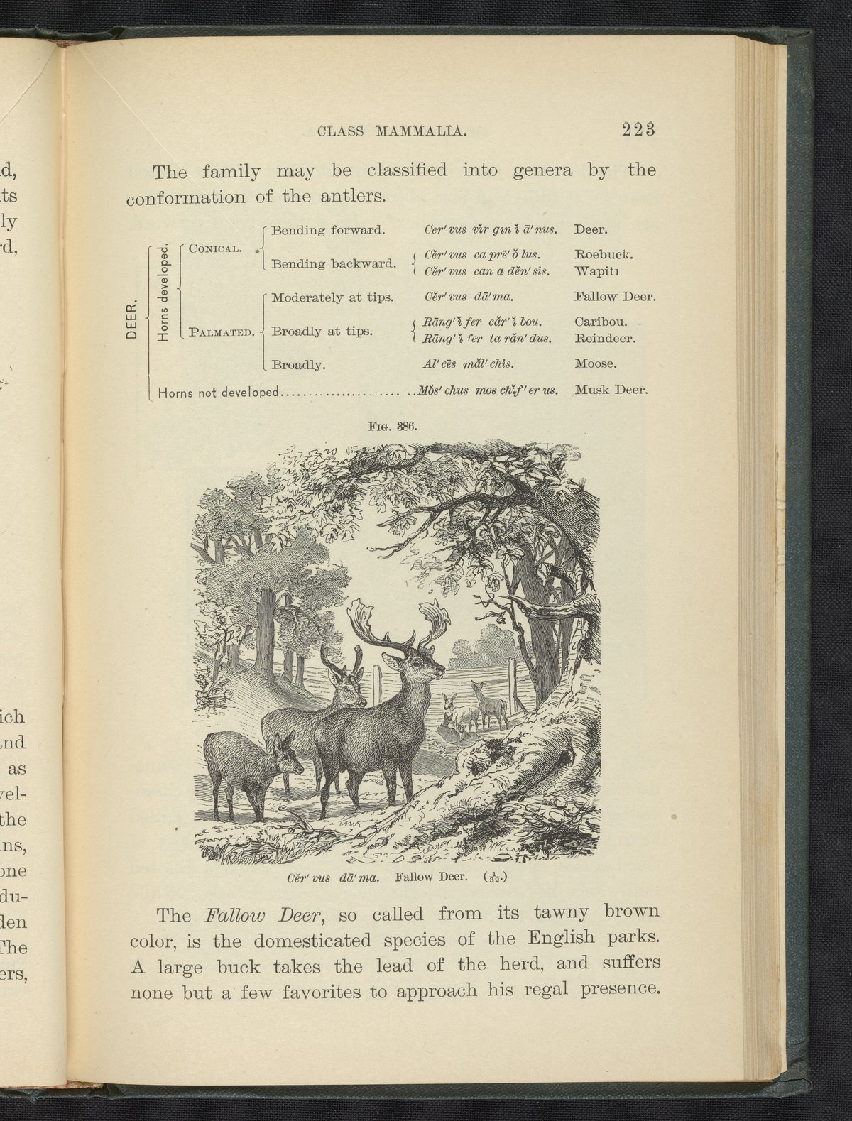 Figure 386. Fallow Deer - Science History Institute Digital Collections