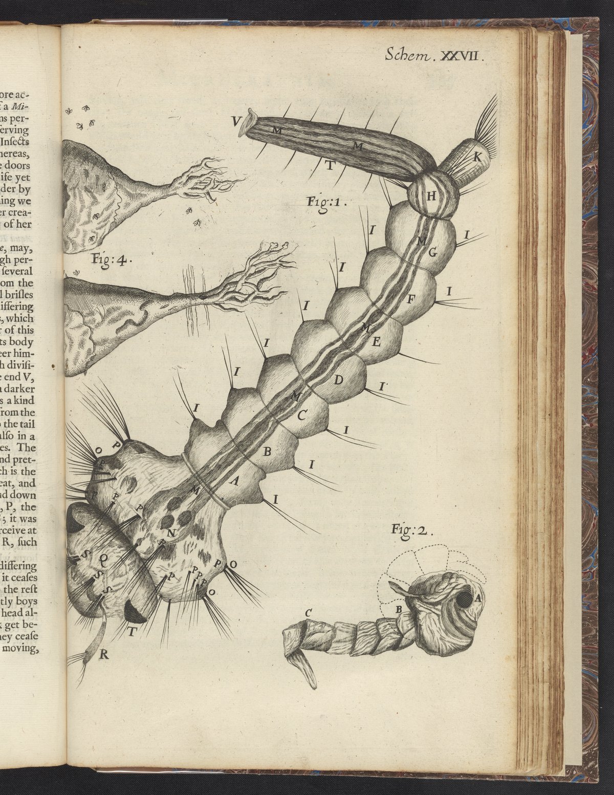 Microscopic view of a water-insect or gnat - Science History Institute ...