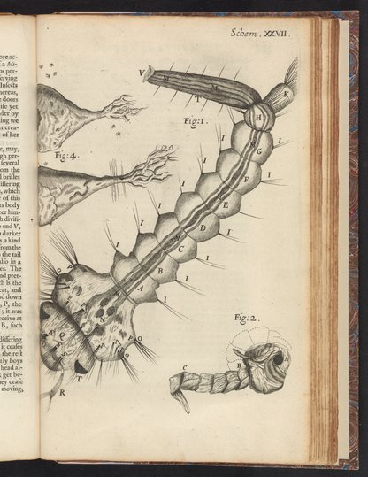 Micrographia : or, Some physiological descriptions of minute bodies ...