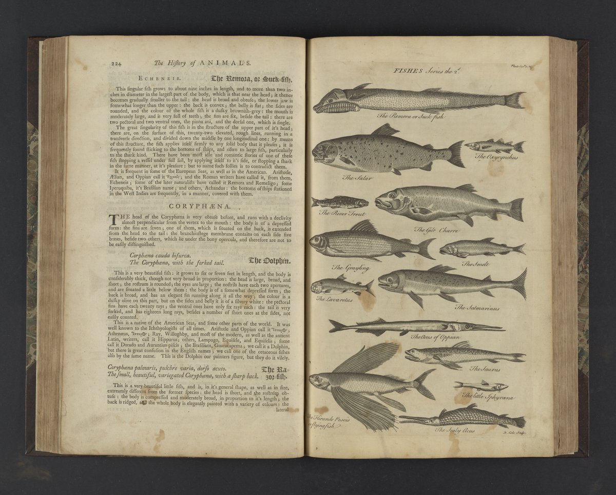 Plate 13: Fishes (Series 2) - Science History Institute Digital Collections
