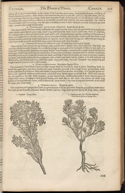 Theatrum Botanicum - Science History Institute Digital Collections