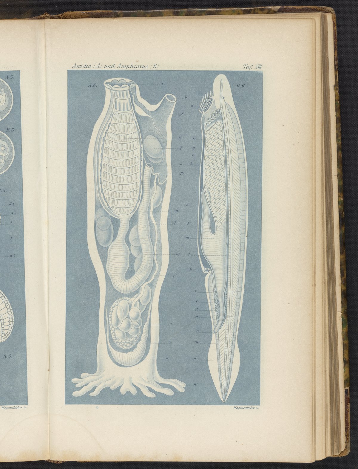 Plate XIII: Ascidia and amphioxus - Science History Institute Digital ...