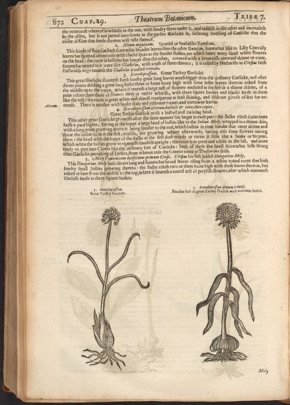 Theatrum Botanicum - Science History Institute Digital Collections