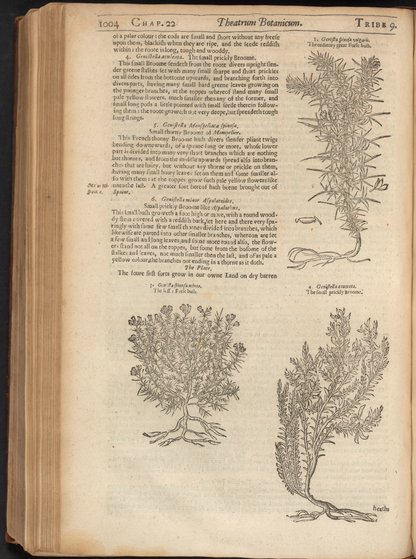 Theatrum Botanicum - Science History Institute Digital Collections