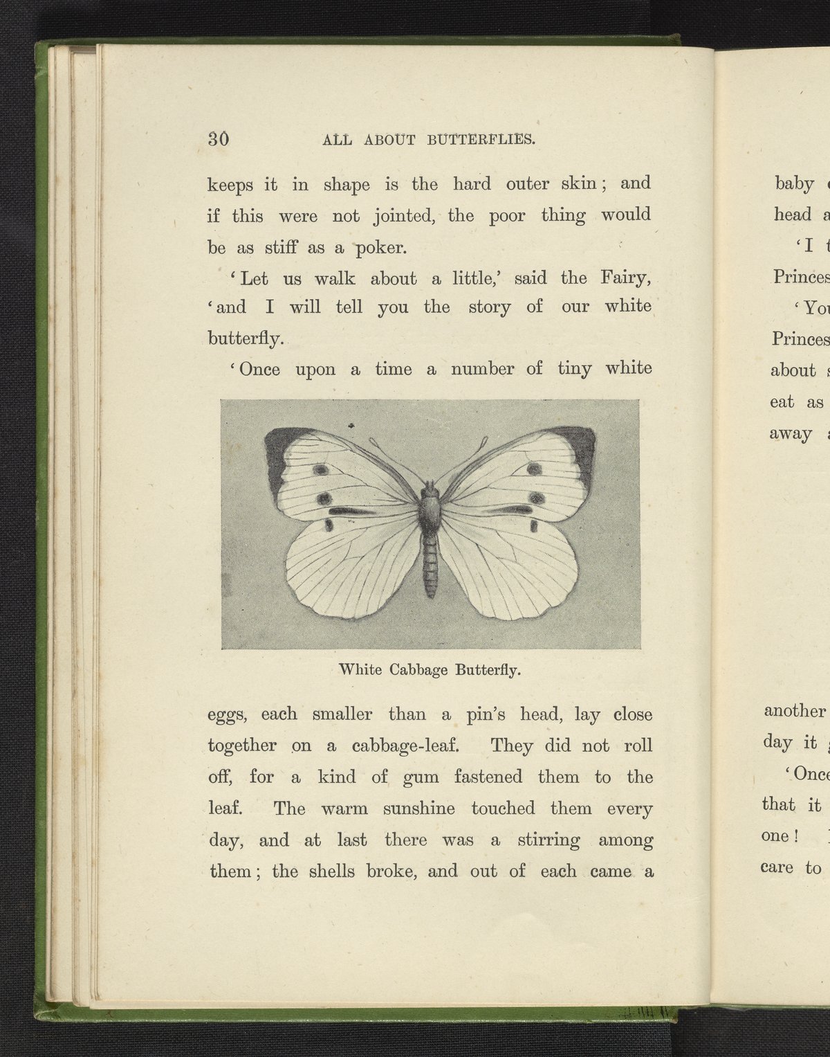 White Cabbage Butterfly - Science History Institute Digital Collections