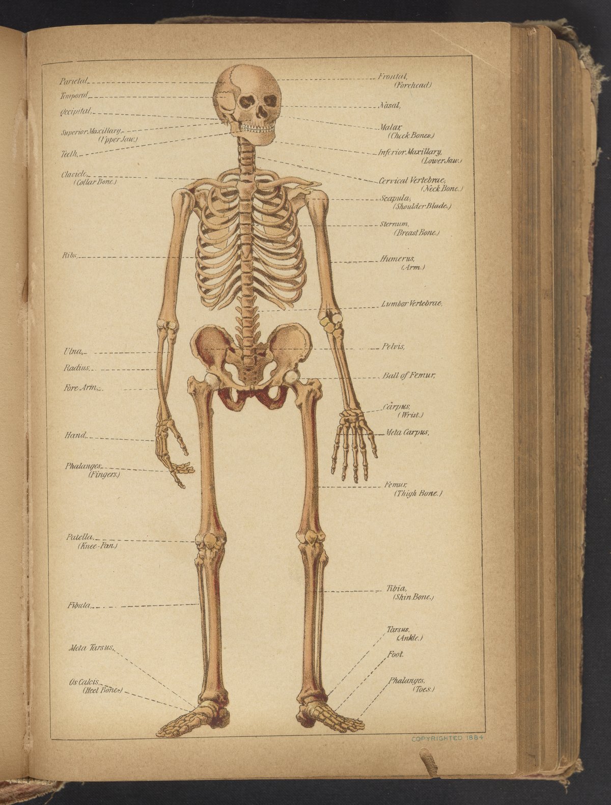 Anatomical diagram of human skeleton - Science History Institute ...