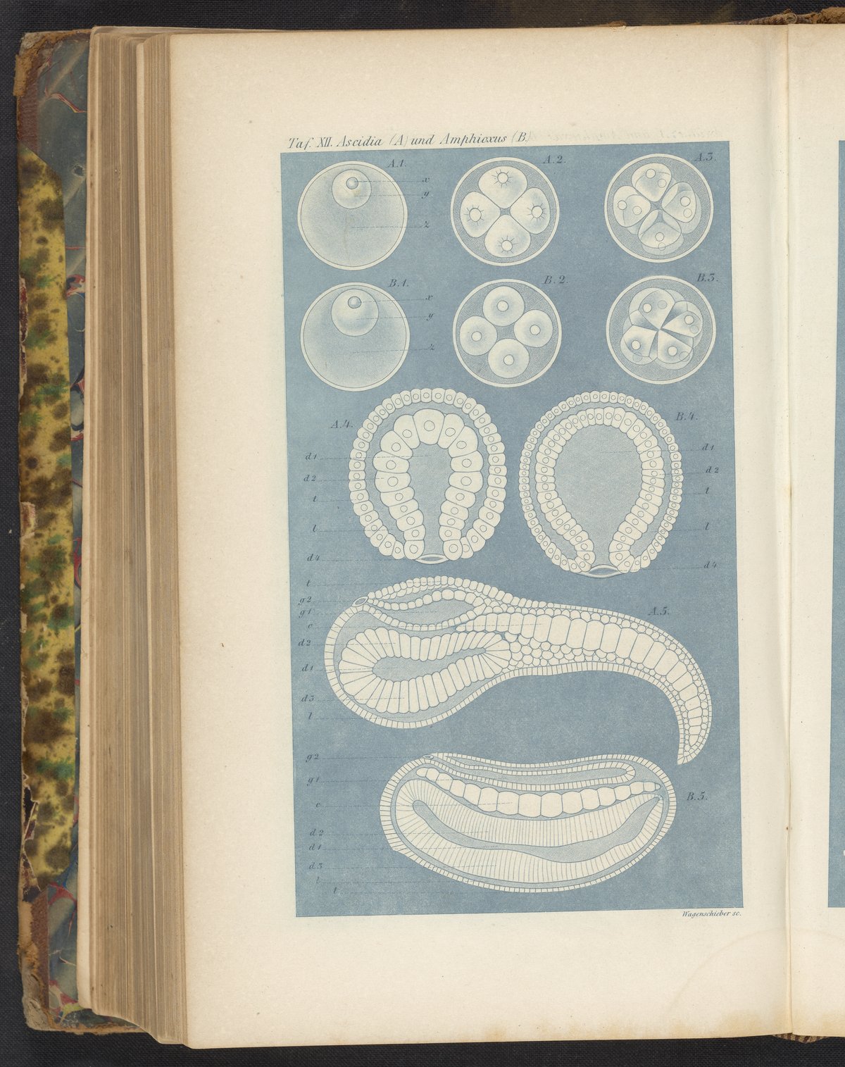Plate XII: Ascidia and amphioxus - Science History Institute Digital ...