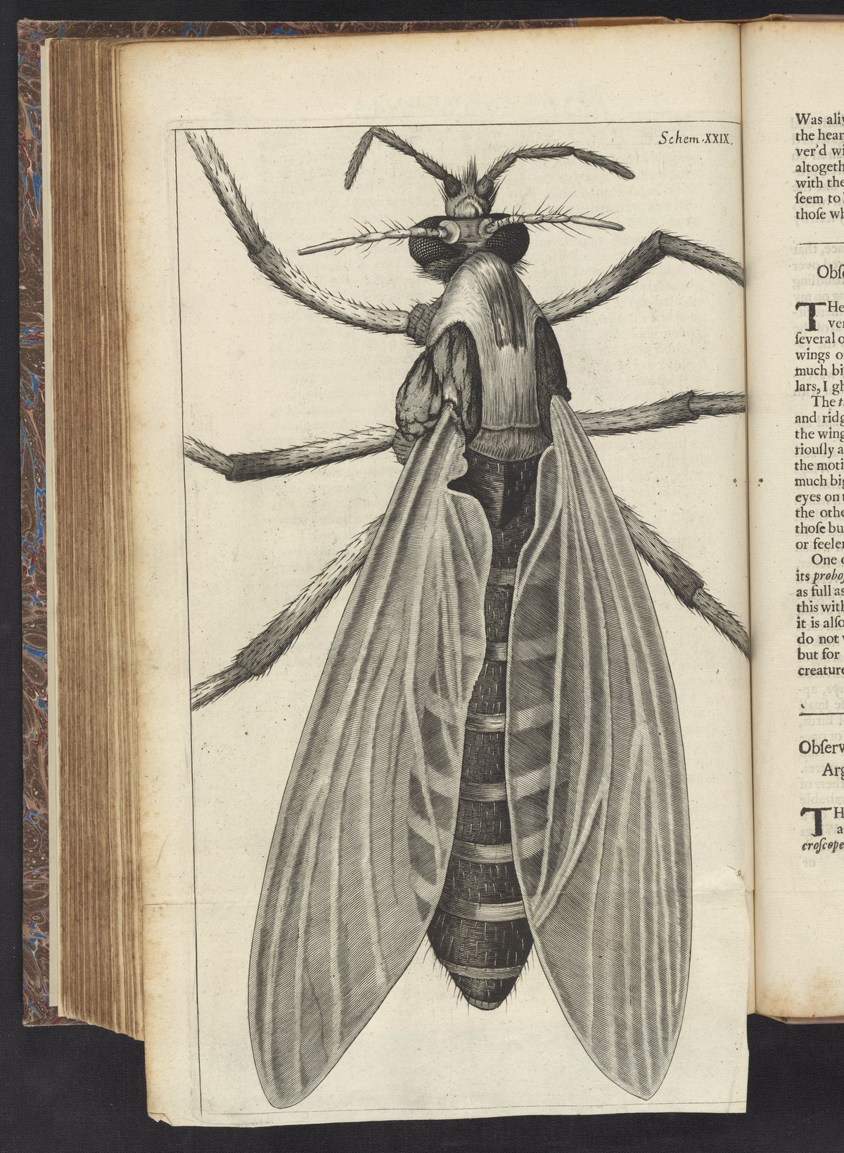 Microscopic view of a great belly'd [bellied] gnat or female gnat ...