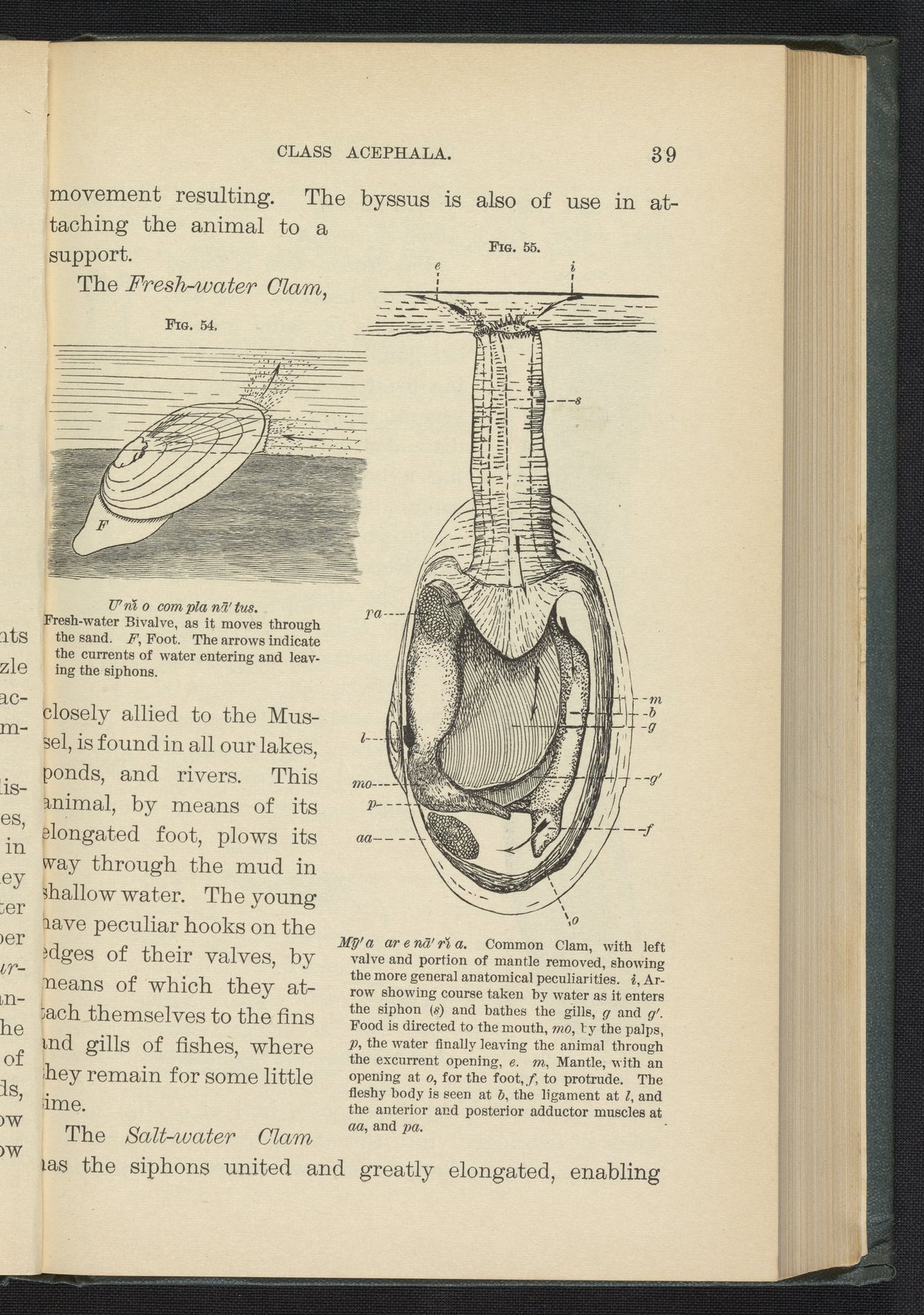 Figure 54. Fresh-water Bivalve. Figure 55. Common Clam - Science ...