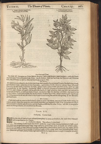 Theatrum Botanicum - Science History Institute Digital Collections