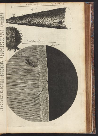 Micrographia : or, Some physiological descriptions of minute bodies ...