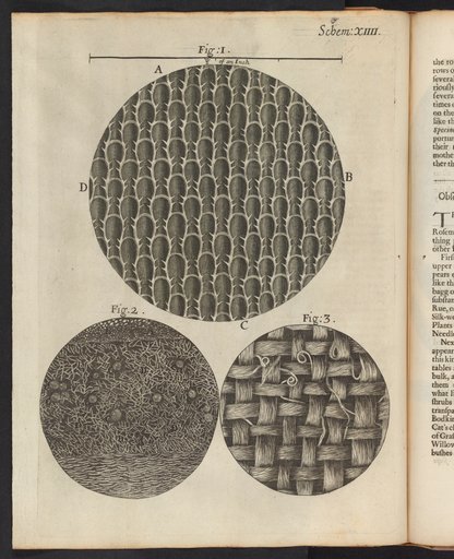 Micrographia : or, Some physiological descriptions of minute bodies ...