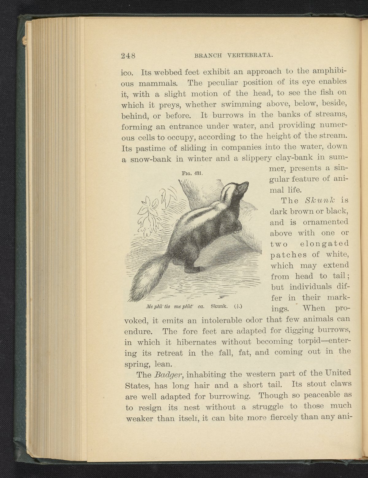 Figure 431. Skunk - Science History Institute Digital Collections