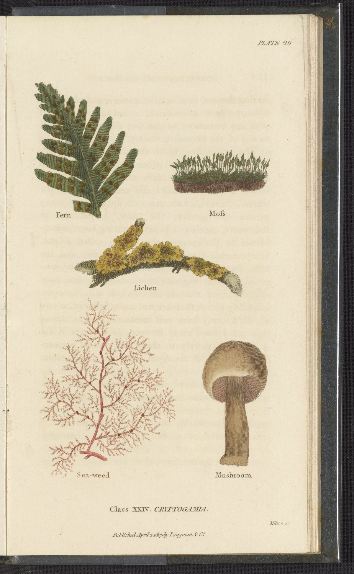 Plate 20: Cryptogamia - Science History Institute Digital Collections