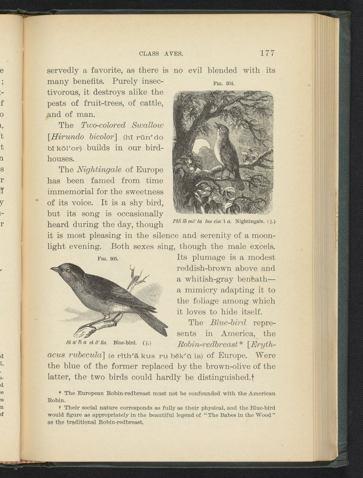 Figure 304. Nightingale. Figure 305. Blue-bird - Science History ...