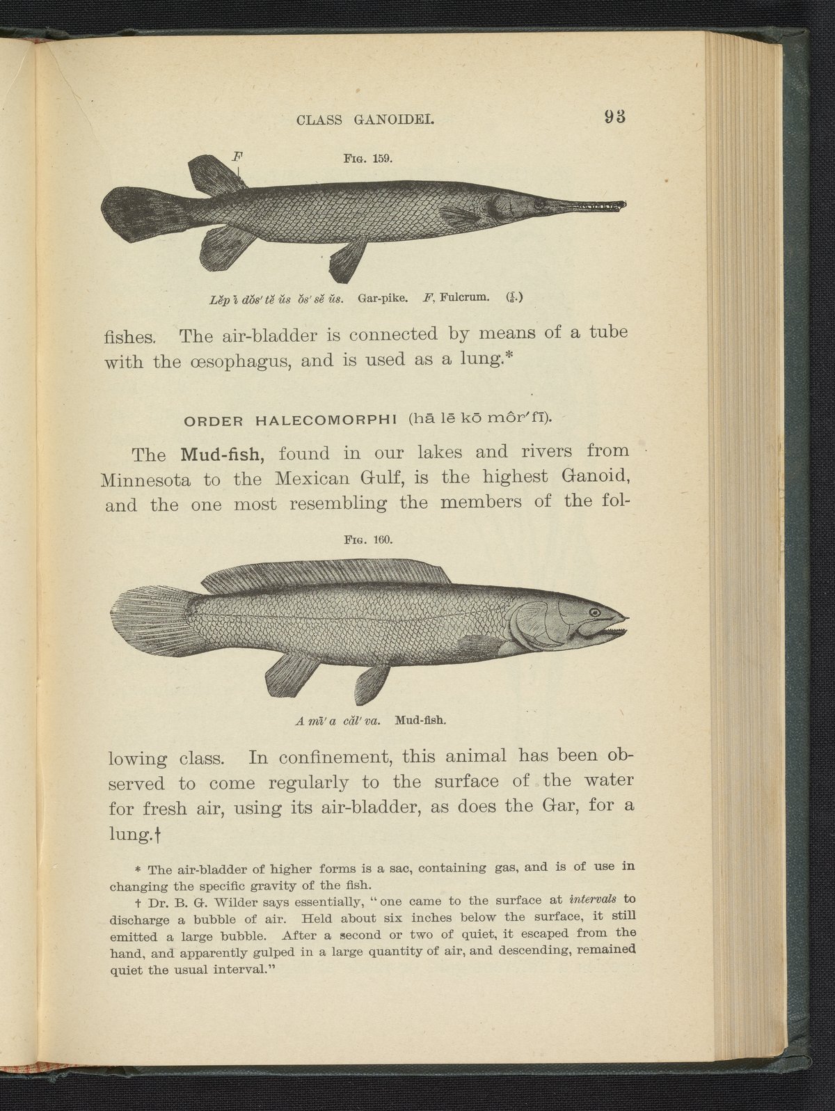 Figure 159. Gar-pike. Figure 160. Mud-fish - Science History Institute ...