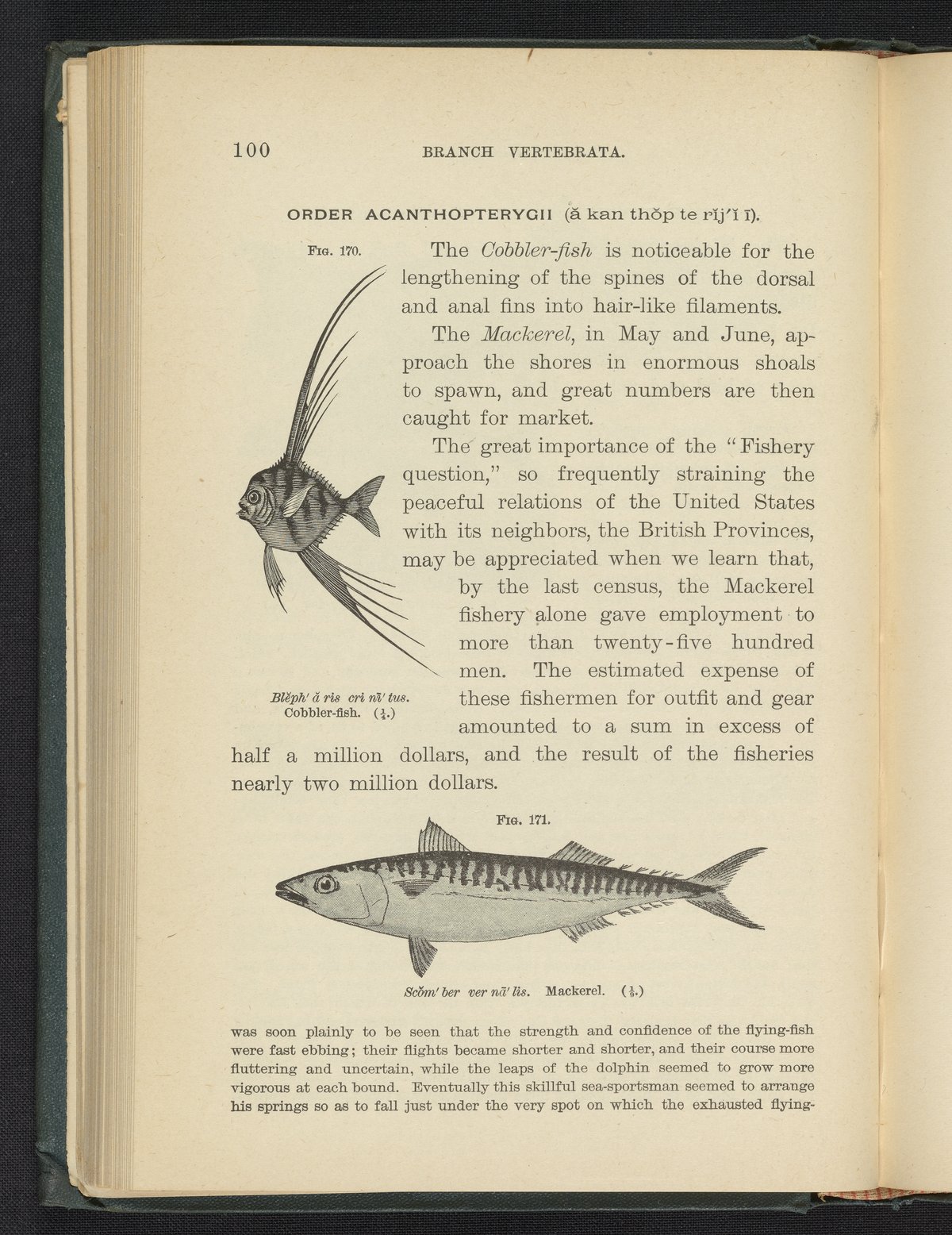 Figure 170. Cobbler-fish. Figure 171. Mackerel - Science History ...