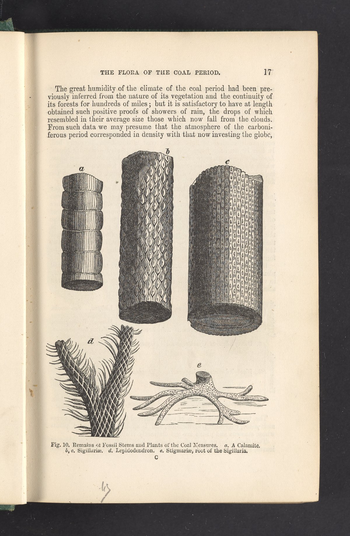 Figure 10. Remains of Fossil Stems and Plants of the Coal Measures ...