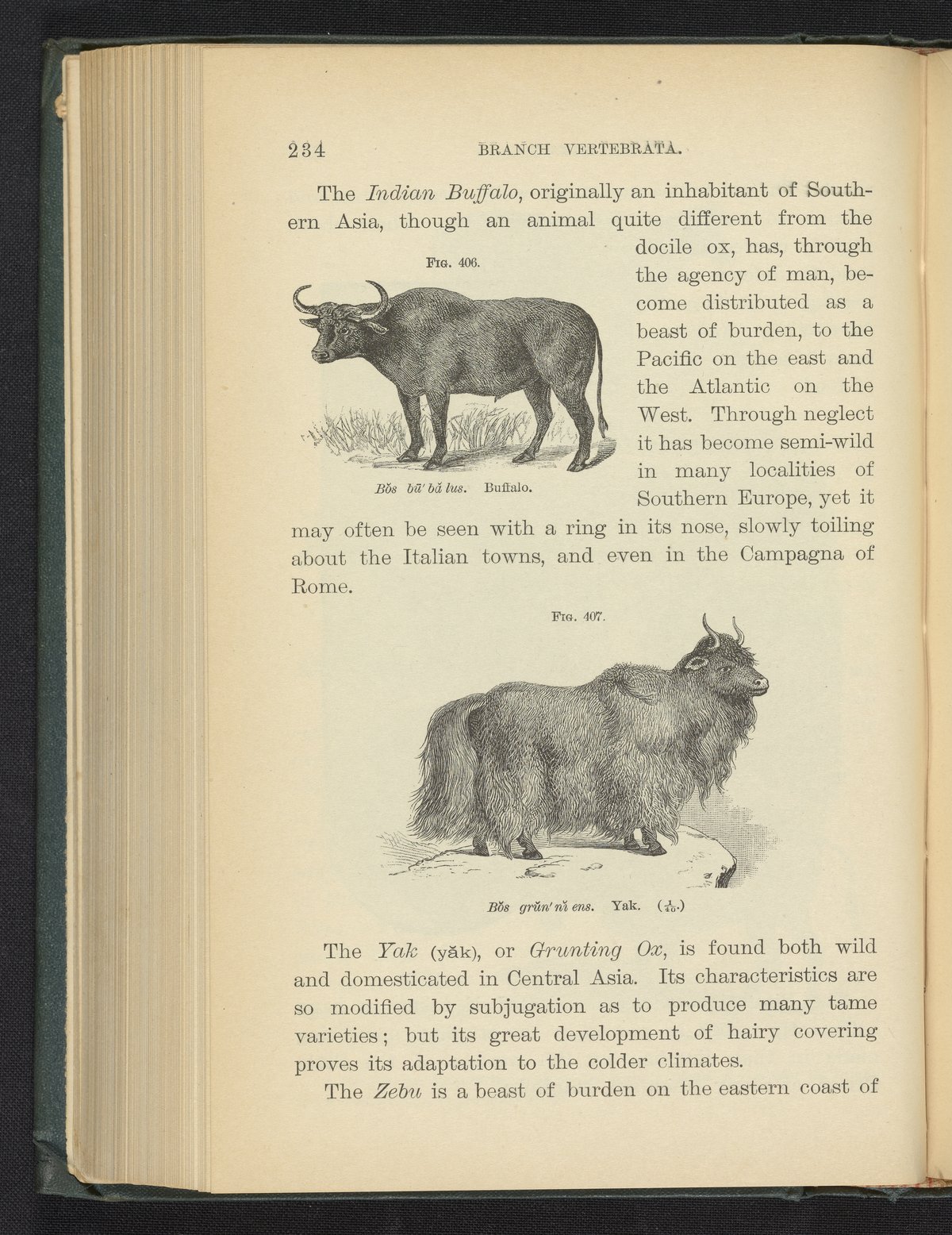 Figure 406. Buffalo. Figure 407. Yak - Science History Institute ...