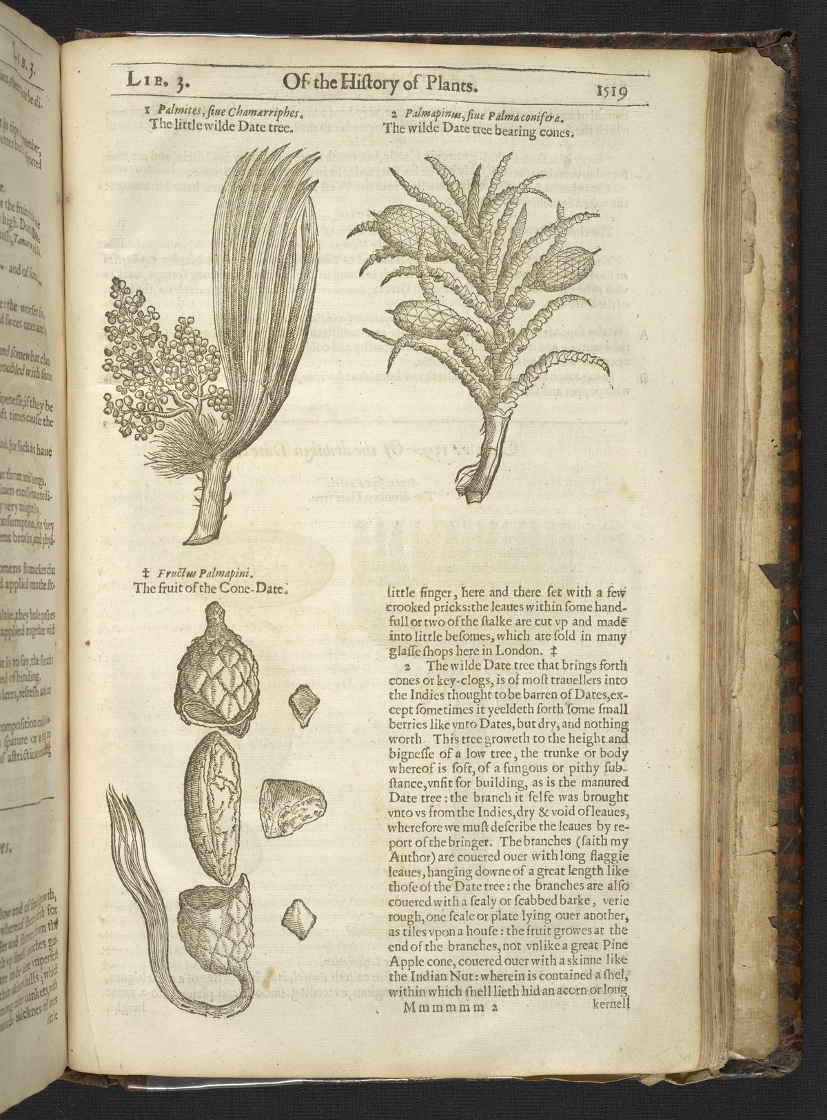 Little Wild Date Tree, Wild Date Tree Bearing Cones, and The Fruit of ...