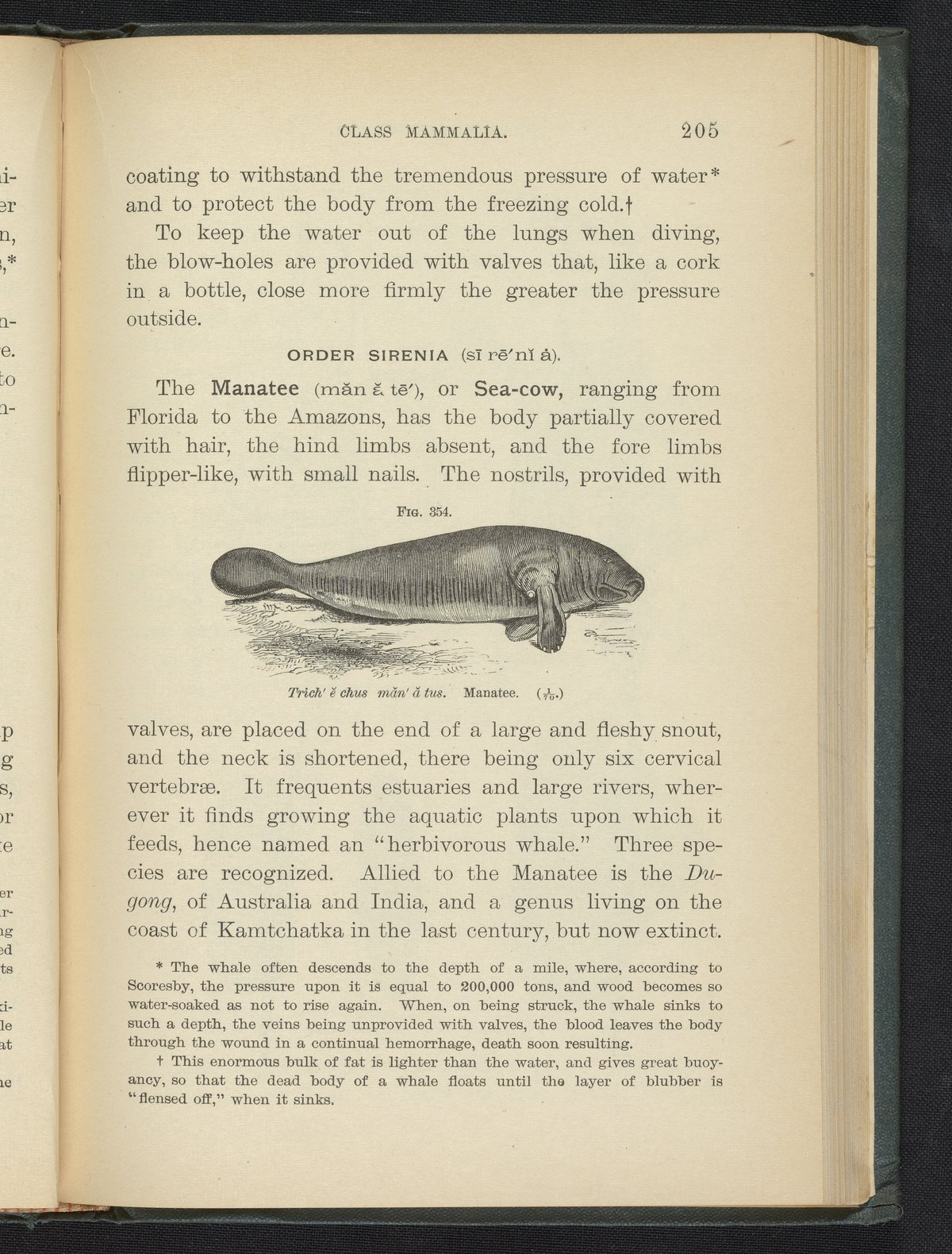 Figure 354. Manatee - Science History Institute Digital Collections