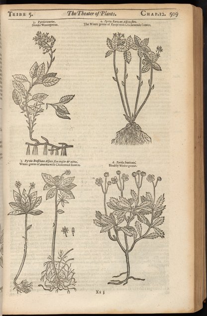 Theatrum Botanicum - Science History Institute Digital Collections