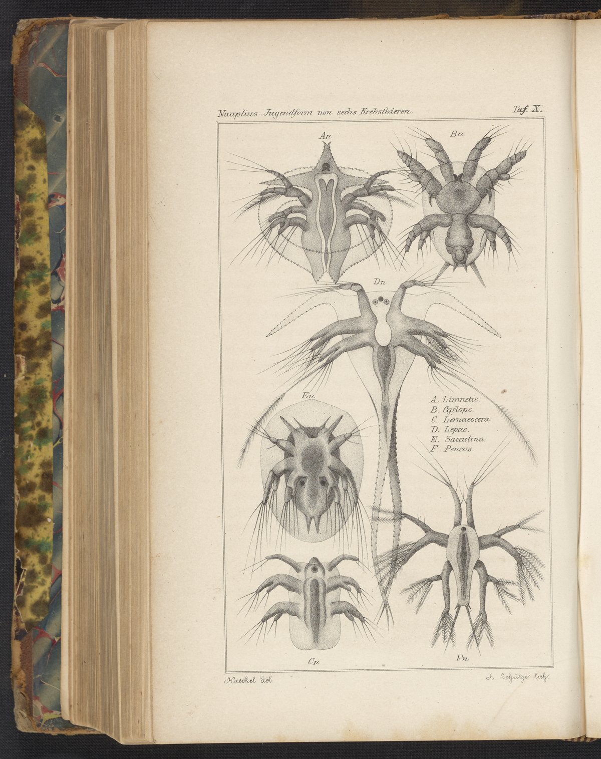 Plate X: Early development of crustaceans including barnacles and ...
