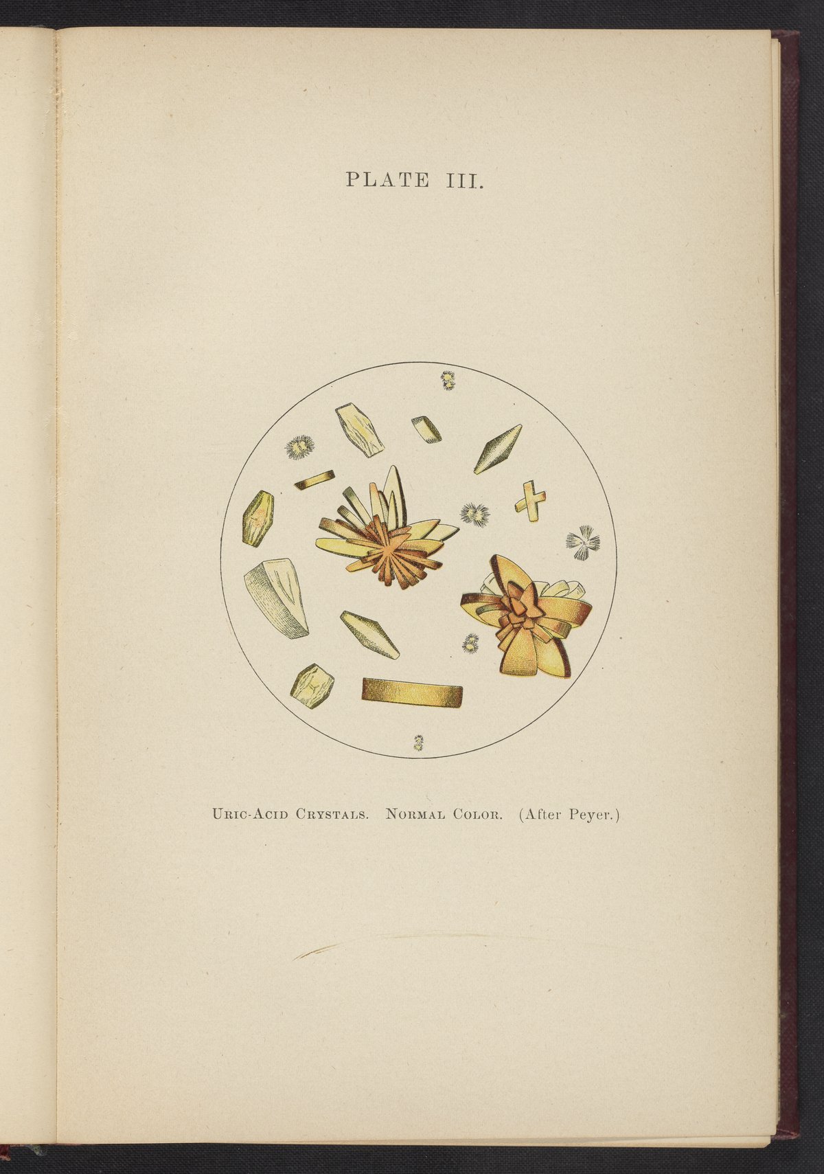Plate III: Uric-Acid Crystals (Normal Color) - Science History ...